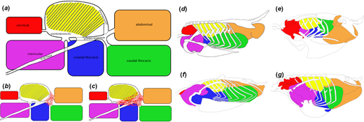 Avian air sacs and neopulmo: their evolution, form and function ...