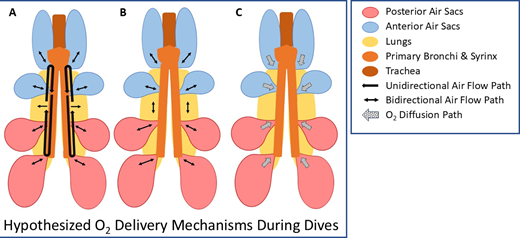 Respiratory anatomy and physiology in diving penguins | Philosophical ...