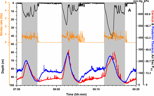 Respiratory anatomy and physiology in diving penguins | Philosophical ...
