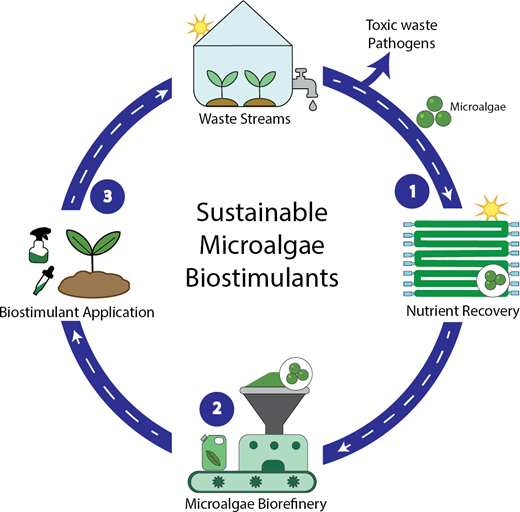 Plant growth–promoting microbes and microalgae-based biostimulants ...