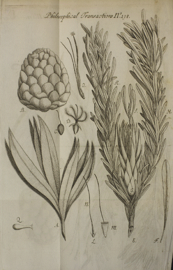 Figures A - O of issue 198 | Philosophical Transactions | The Royal Society